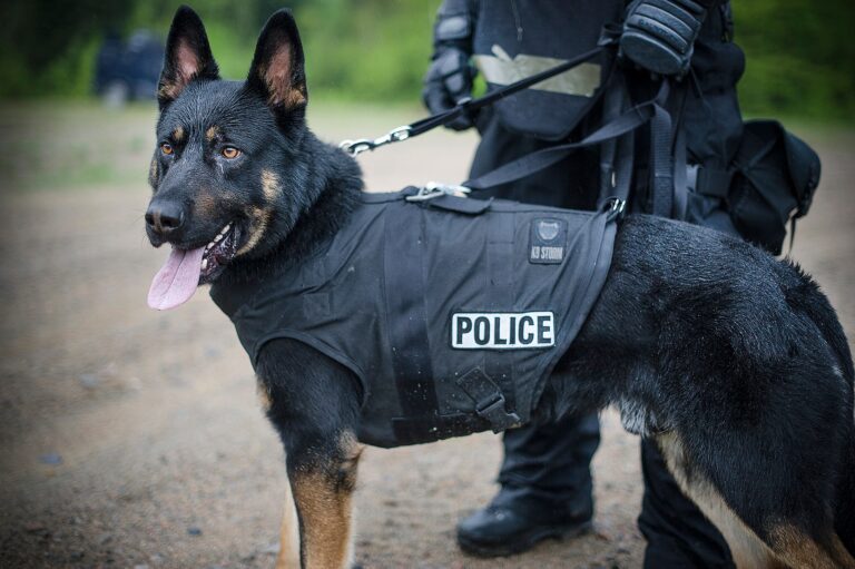 Pups to Professional Protectors: The RCMP’s Police Dog Services - NPF-FPN