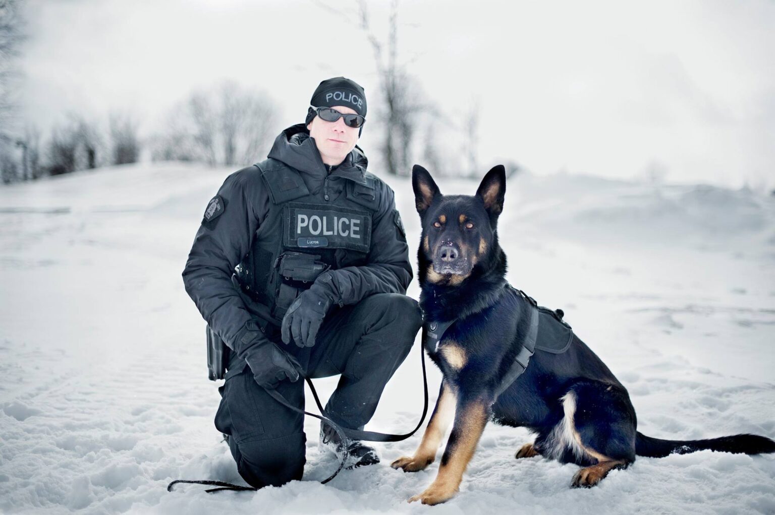 Pups to Professional Protectors: The RCMP’s Police Dog Services - NPF-FPN