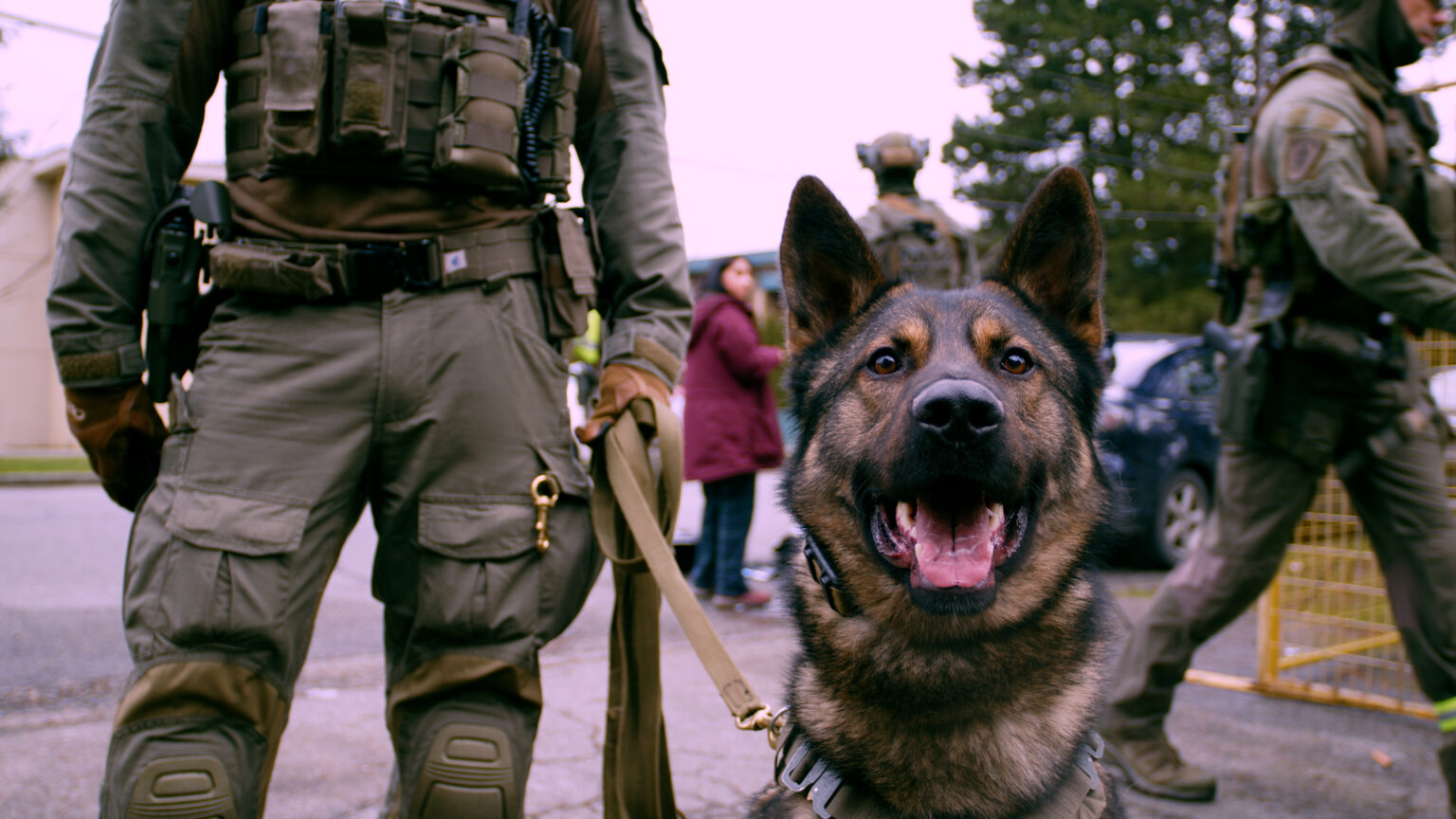 Pups to Professional Protectors: The RCMP’s Police Dog Services - NPF-FPN