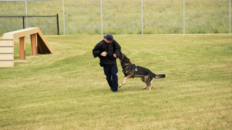 Pups to Professional Protectors: The RCMP’s Police Dog Services - NPF-FPN